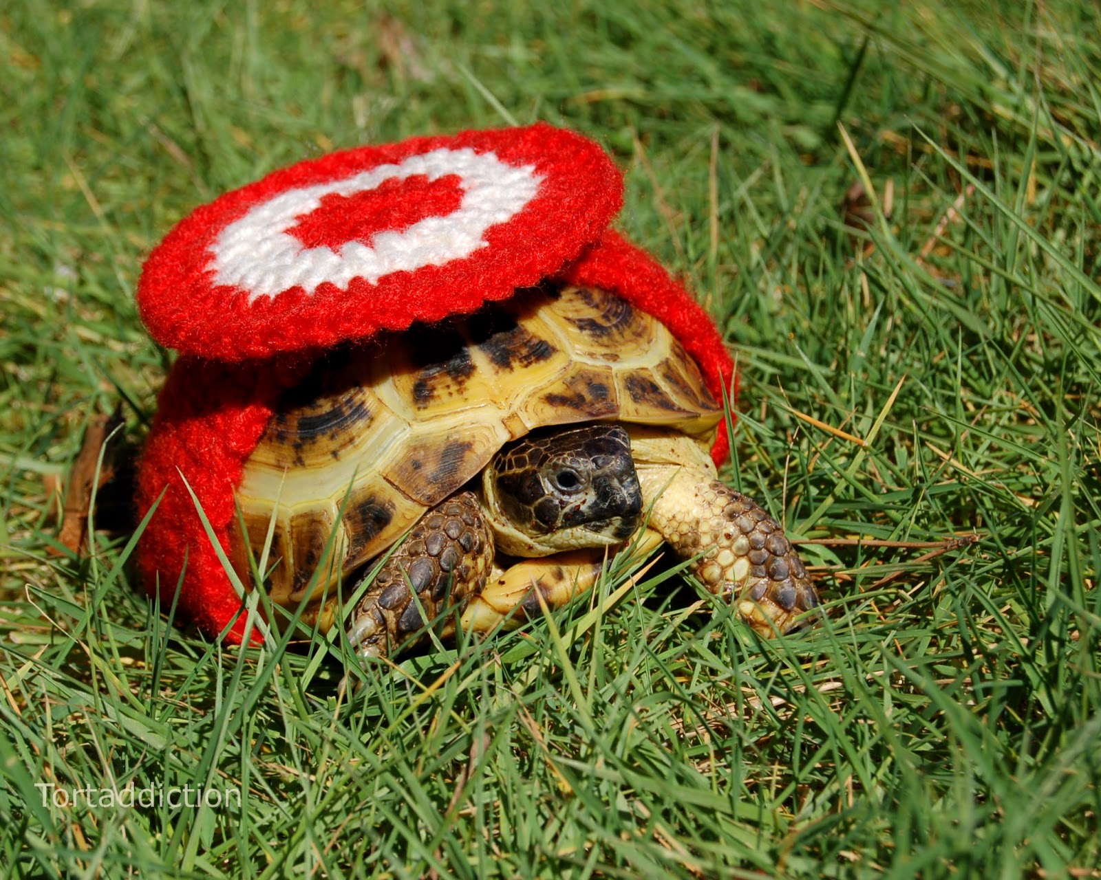 Tortaddiction: My Tortoise cozies.... went VIRAL?!