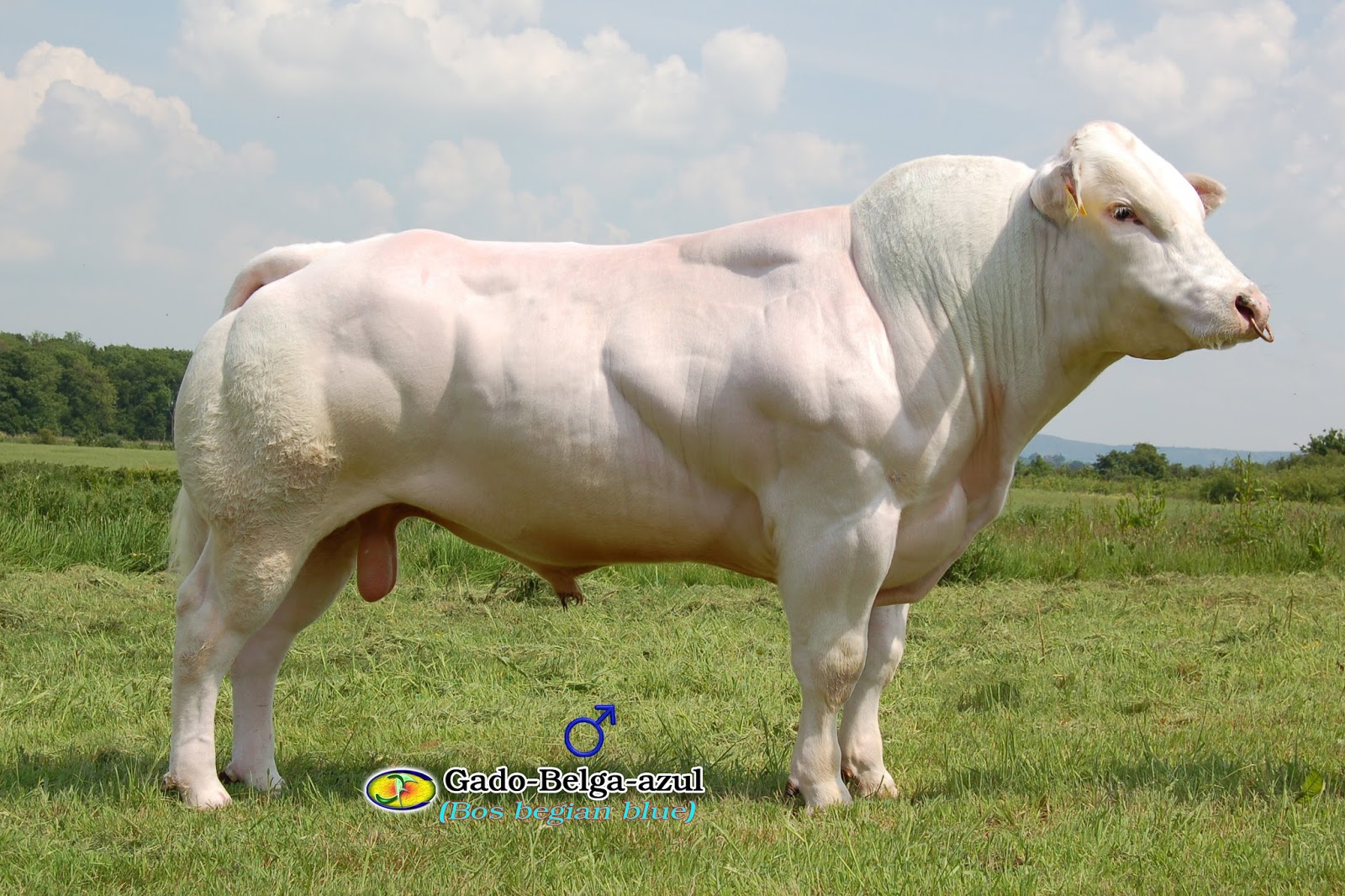 Zoologia: Gado-belga-azul (Bos belgian blue)