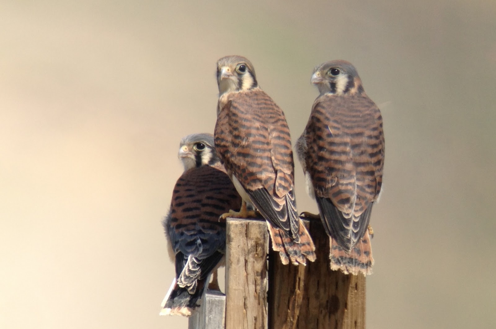 Birding Is Fun!: American Kestrel Fledglings
