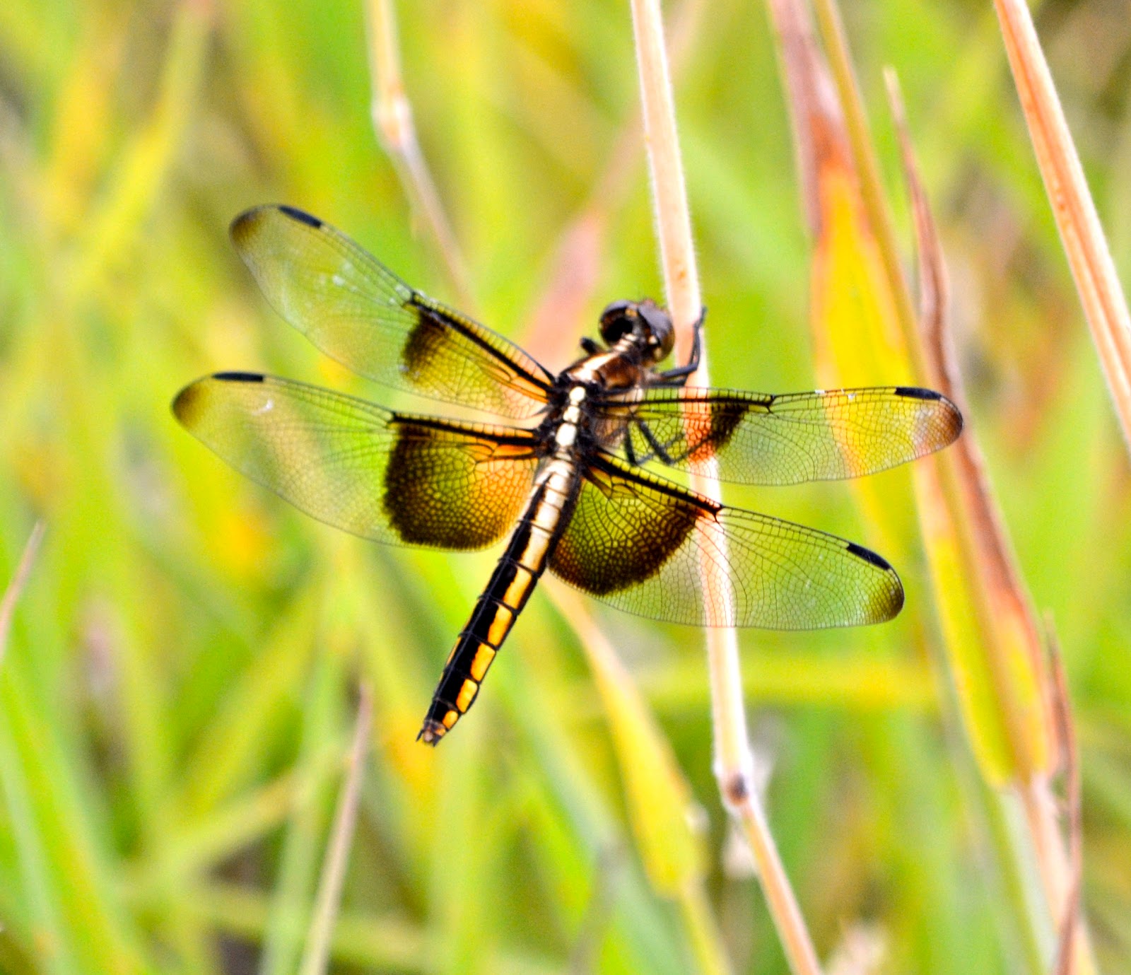 Blue Skies: Oregon Birding - Day Three