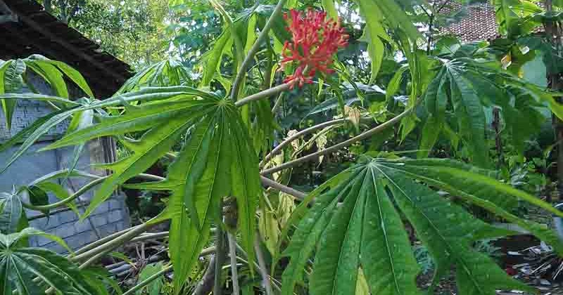 Pohon Yodium (Jarak Cina) Sebagai Obat Alami Penyembuh Luka | Pawartani.Com