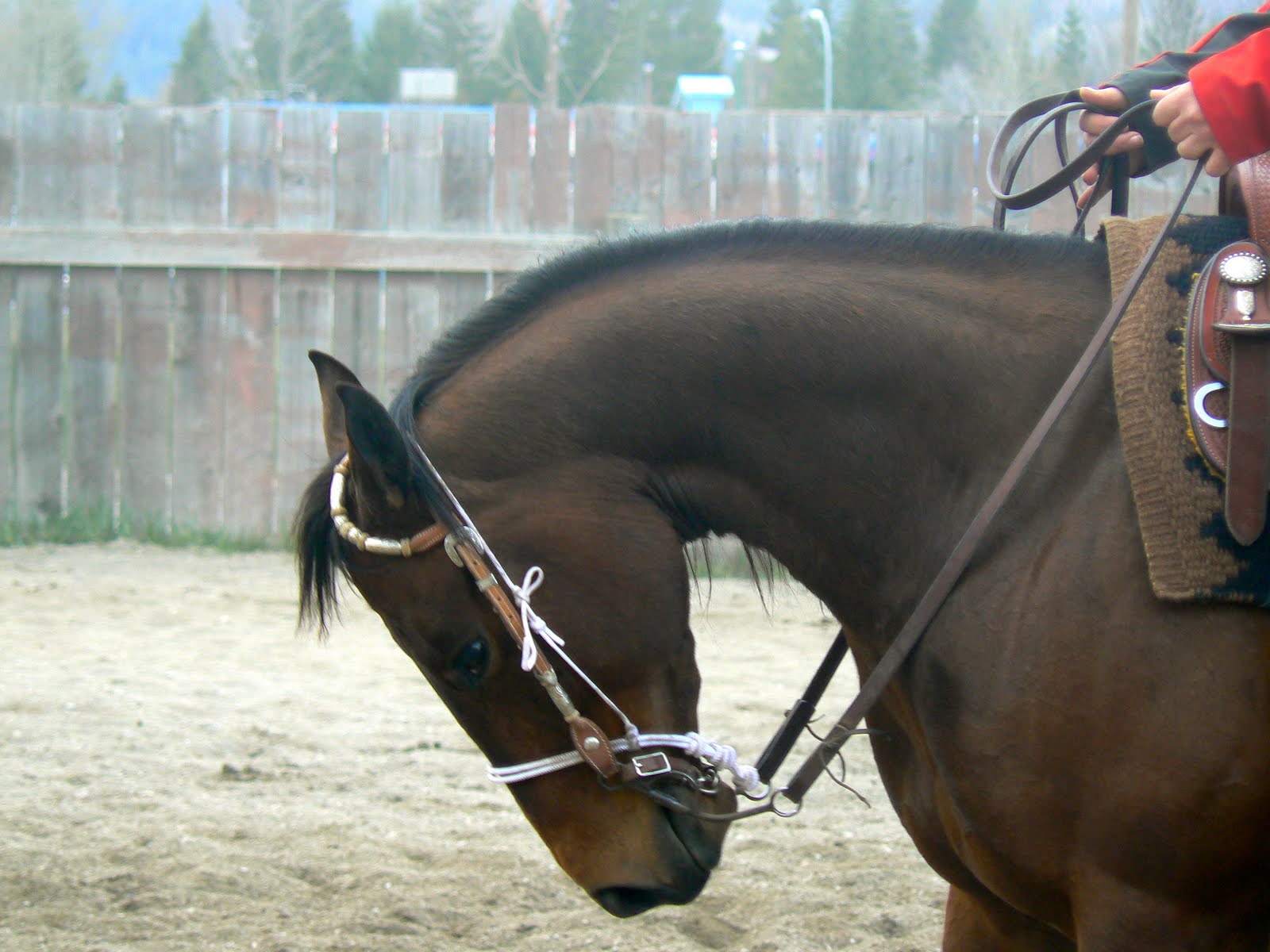 100 Mile Sliders Reining Club: Some Prince George Spring Slide candids