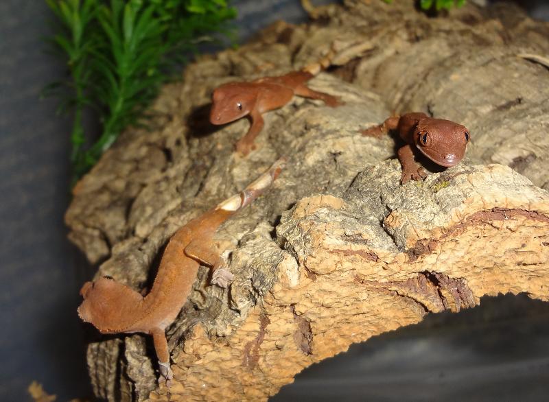 goReptiles: A few 2011 Crested Gecko Babies