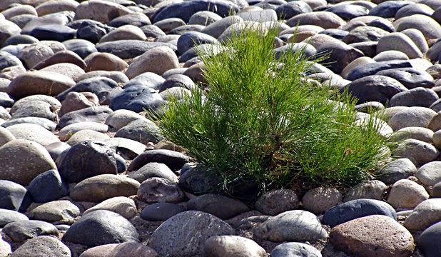Cátedra Pedemonte - Arquitectura 4 - A4: EL PAISAJE XEROFILO