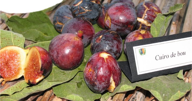 Cuiro de bou Fig - Var Tin