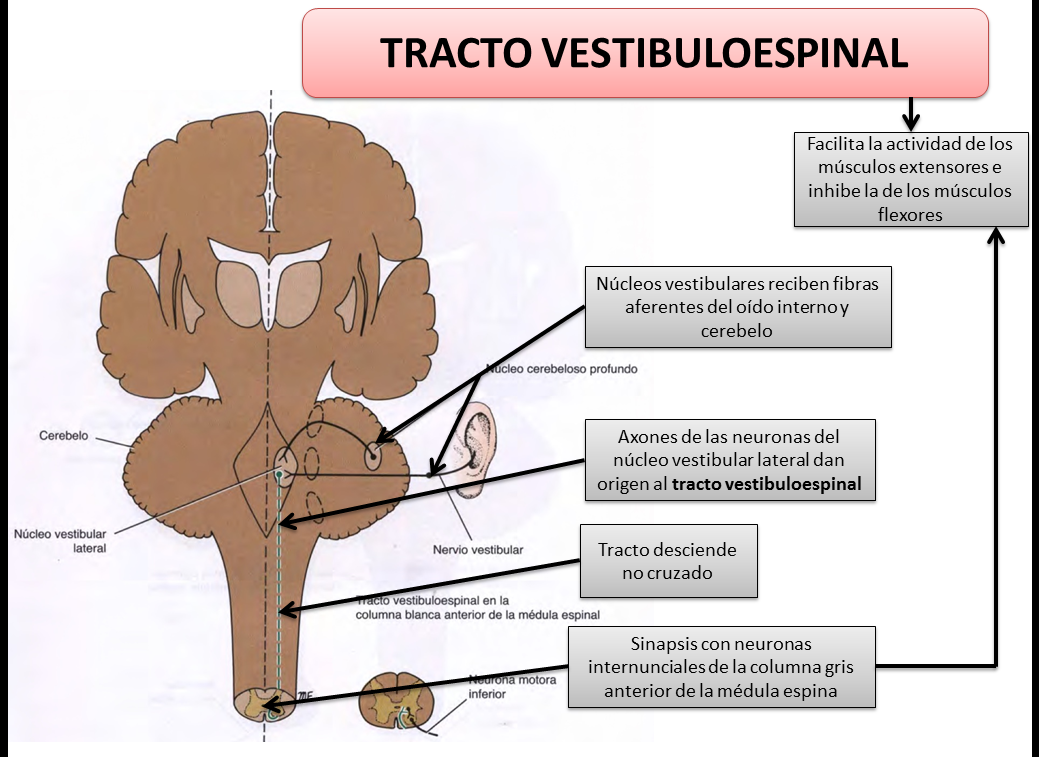 Fisiología Básica - Gabriel Olmeda: Vías Descendentes, Neuronas Motoras ...