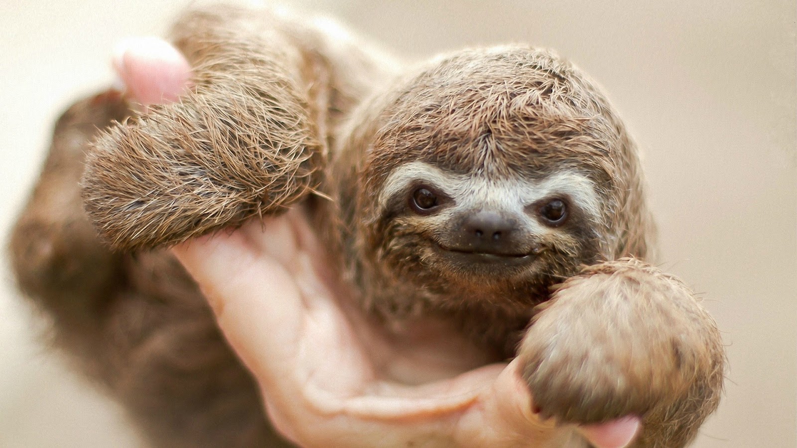 Twisted's Wallpapers: A Smiling Baby Sloth