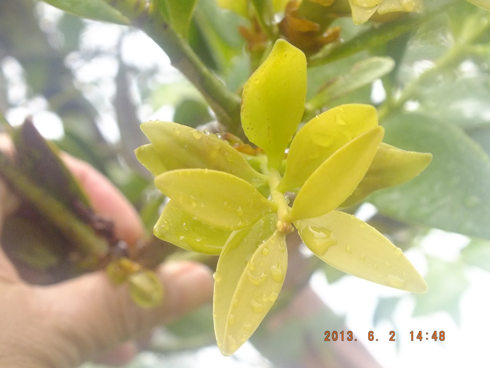 Photography with Dr. Ernie.: Agathis Alba: Young Almaciga Tree in DSB ...