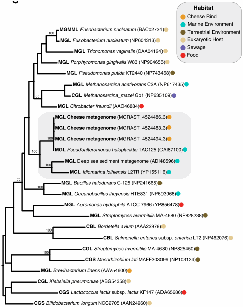 The Genealogical World of Phylogenetic Networks: A network of cheese ...