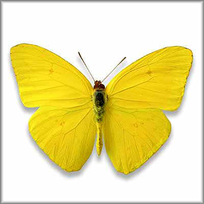 need help to interpret my insect dream