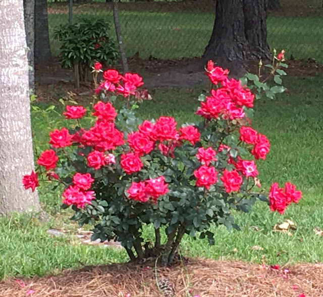 Marilyn's Florida Garden