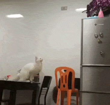 Funny cats - part 347 (40 pics + 10 gifs) | Amazing Creatures