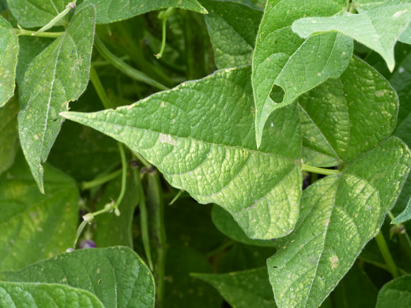 Sicilian Sisters Grow Some Food: What ails the beans?