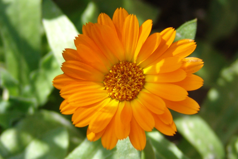 Calendula (Pot Marigold) - Flowers