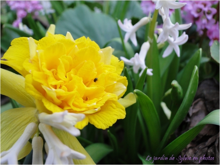 Le jardin de Sylvie en photos: Fleurs de printemps