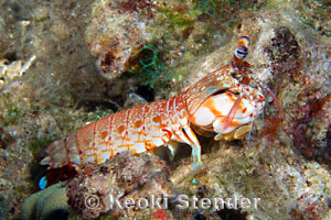 HIMB Community Education Program: 3 Foot Shrimp - with lots eyes - and ...