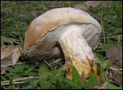 Australian Fungi - A Blog