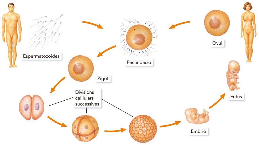 CLASSES DE 6è: LA FECUNDACIÓ
