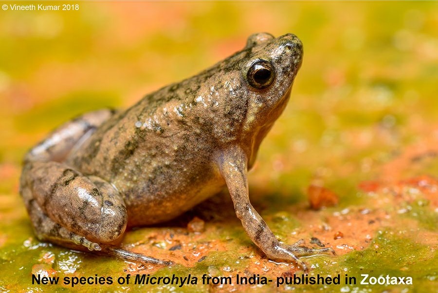 Species New to Science: [Herpetology • 2018] Microhyla kodial • A New ...