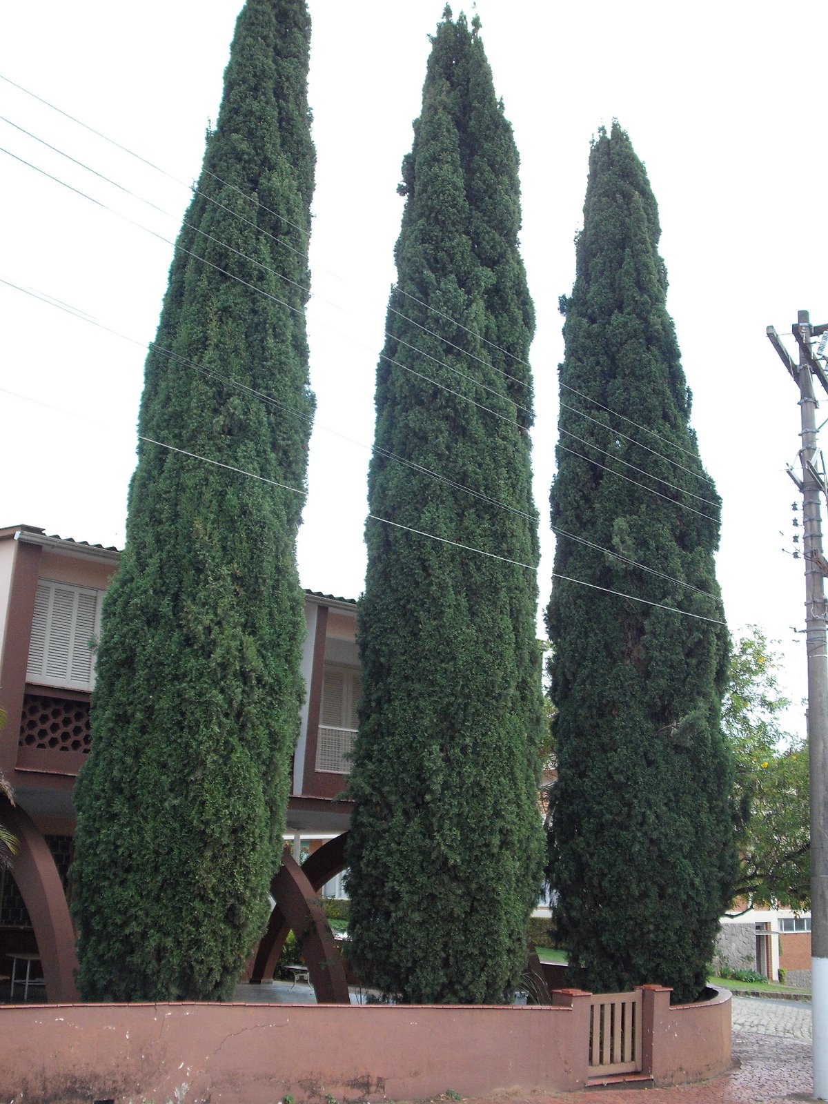 Viveiro Ciprest - Plantas Nativas e Exóticas: Cipreste Italiano da ...