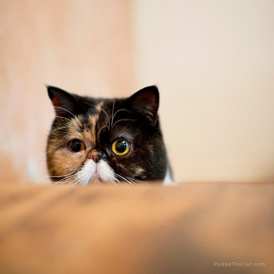 scientific culture: Have you met Pudge?