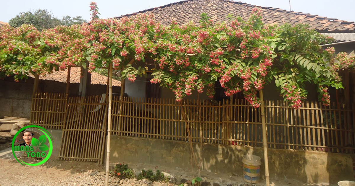 Tanaman Bunga Melati Belanda di Rumah sederhana... Tapi terlihat cantik ...