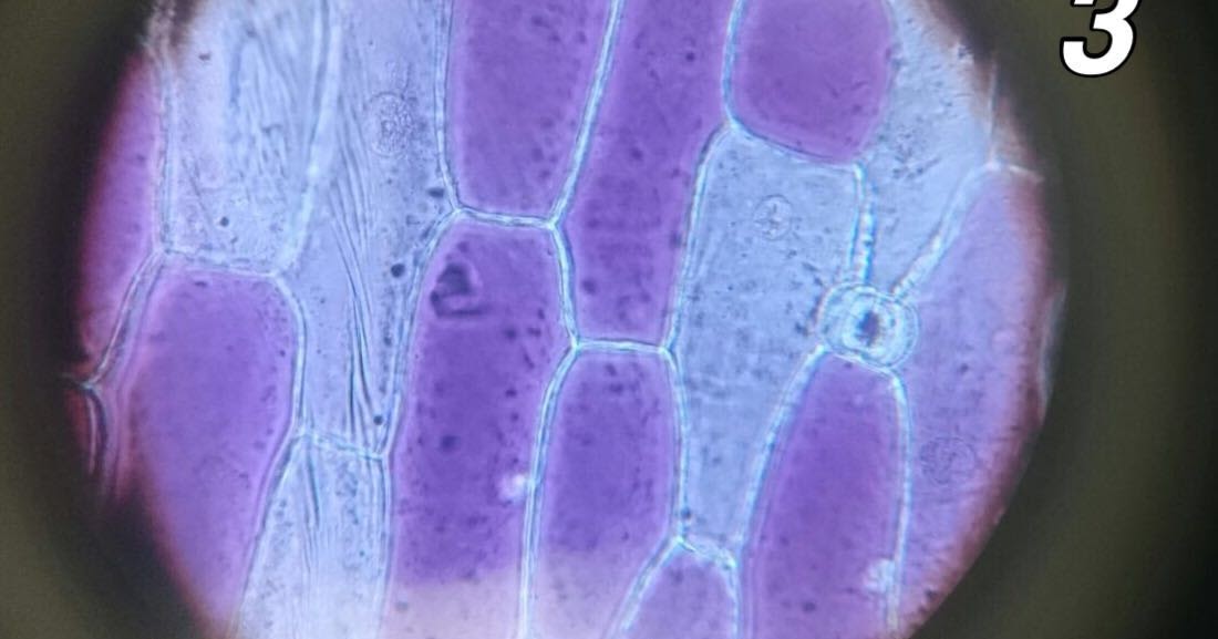 Dania's science lab blog : RED ONION OSMOSIS