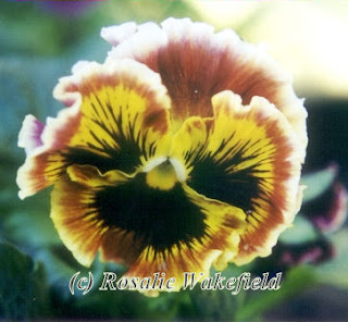 RosalieWakefield-Millefiori: A Pansy in Brazilian Dimensional Embroidery