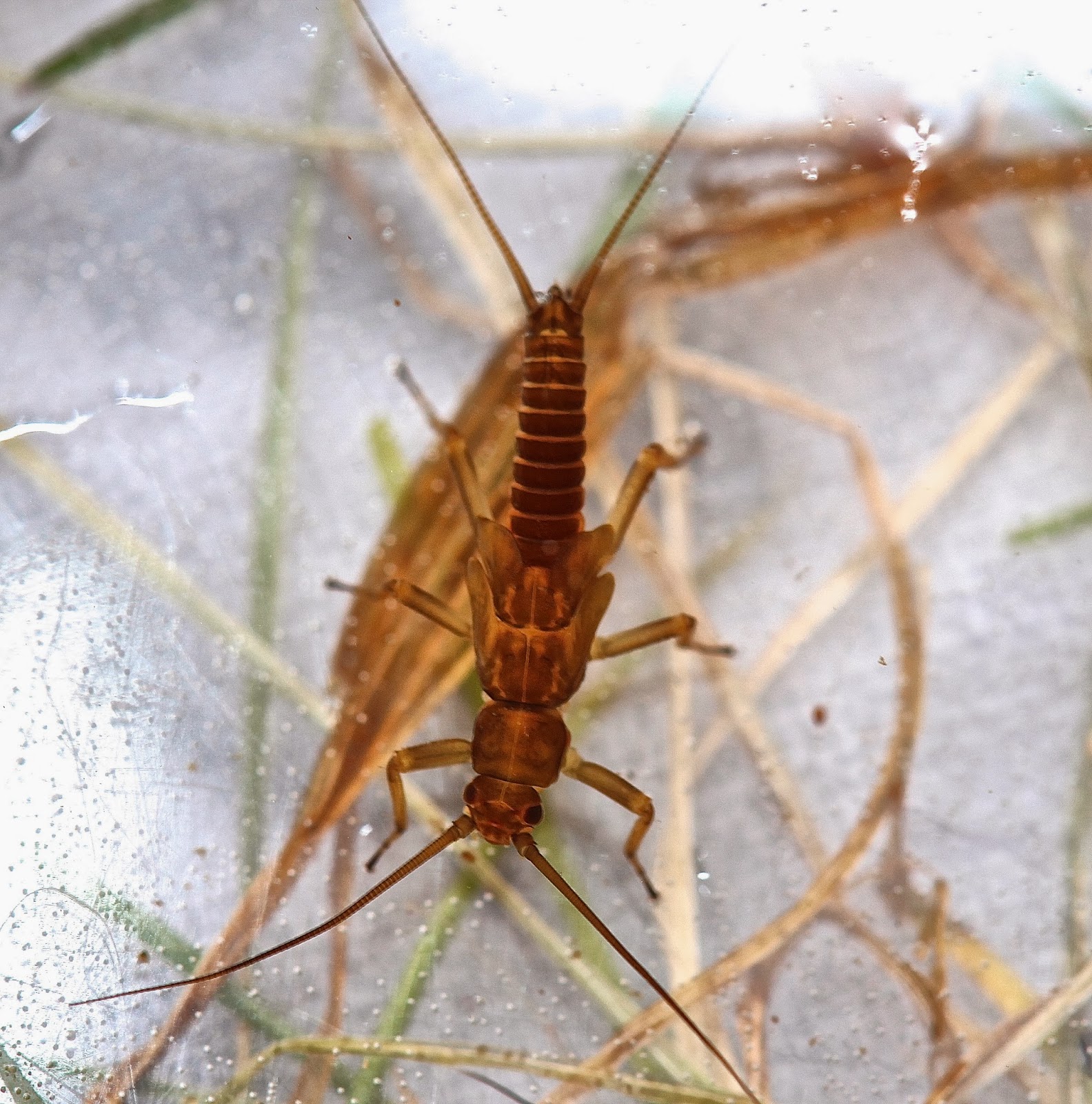 Aquatic Insects of Central Virginia: Exploring new water: the Patricia ...
