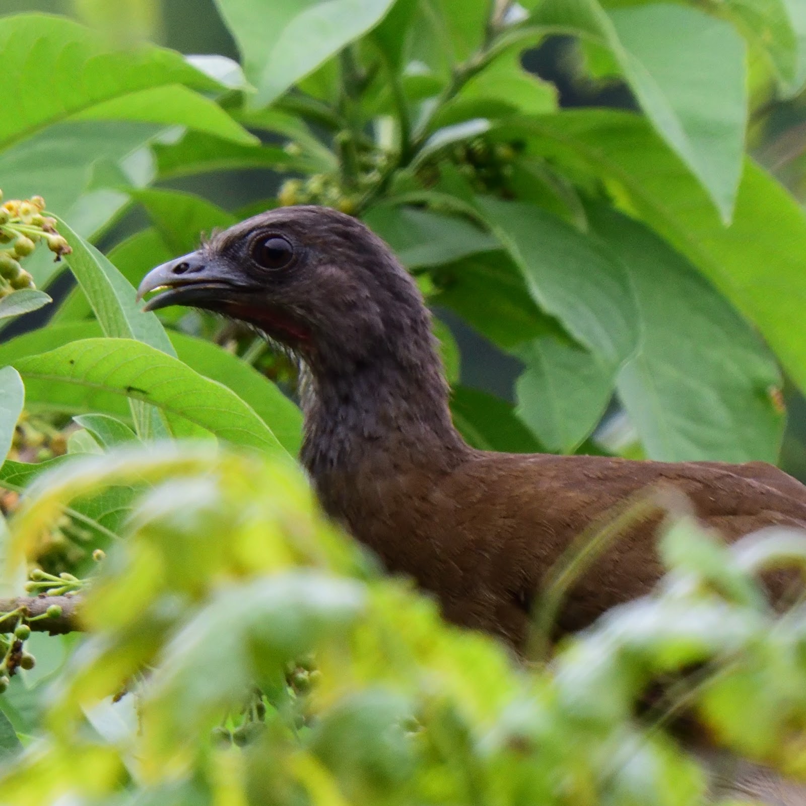 Chachalaca