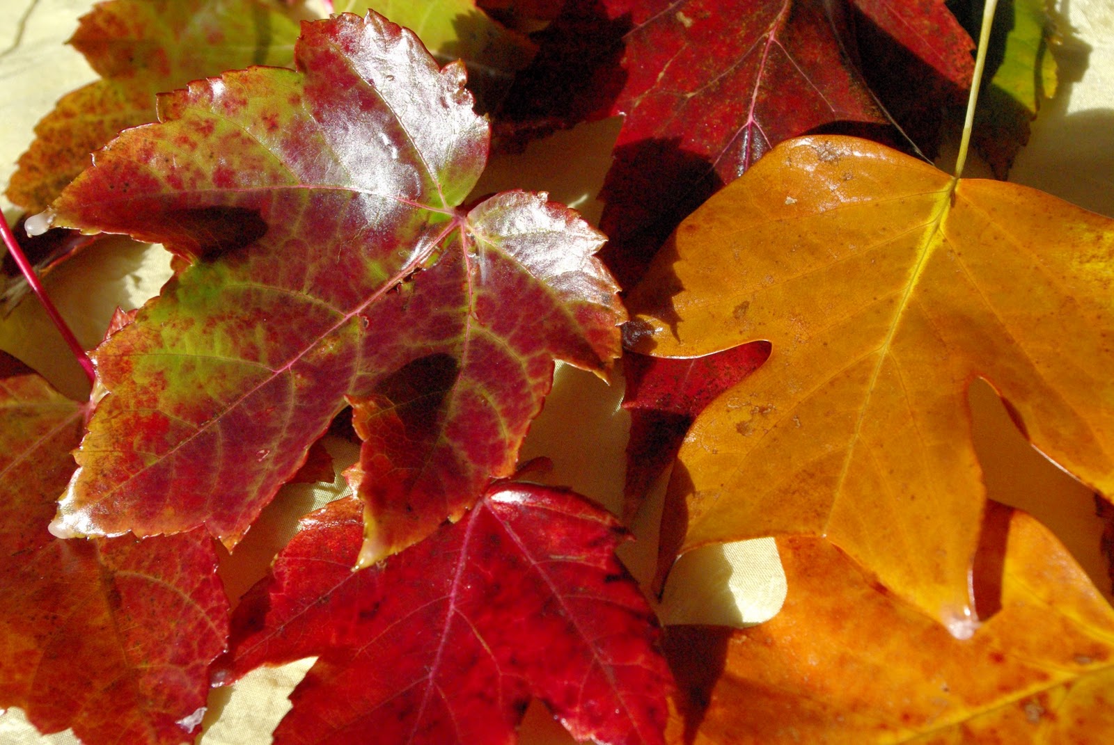 Wax Preserving Fall Leaves Happiness Is Homemade