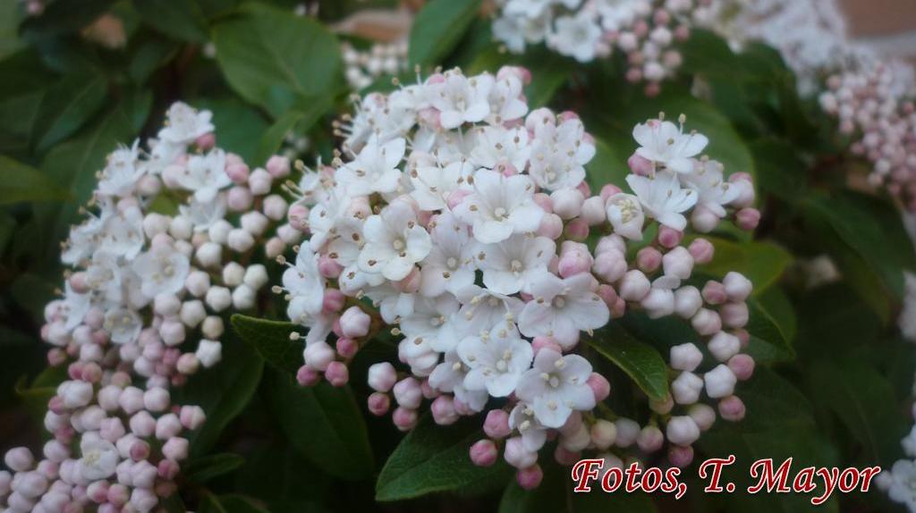 Flores y plantas silvestres: " Vibornum tinus ". Durillo, Laurentina ...