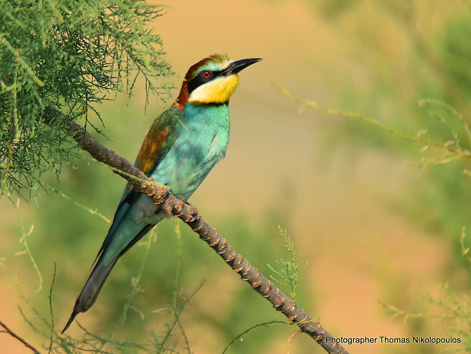 Thomas Nikolopoulos - Wildlife : Μελισσοφάγος (Merops Apiaster)