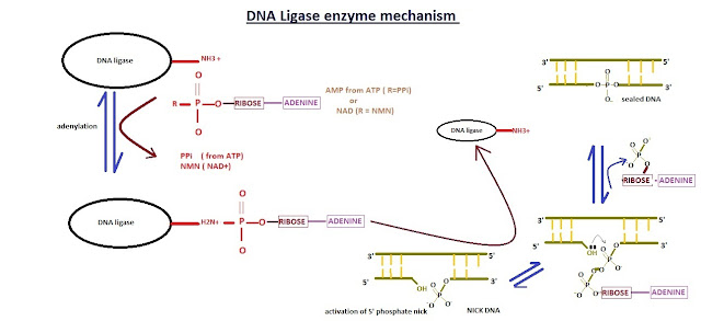 innovationscience: MECHANISM OF THE DNA LIGASE REACTION.