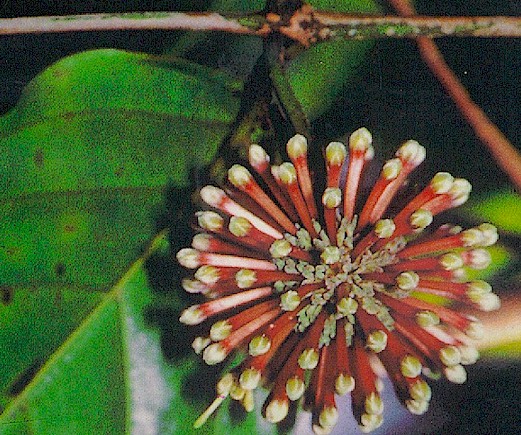 Free Traditional Medicinal Tips: Gambir