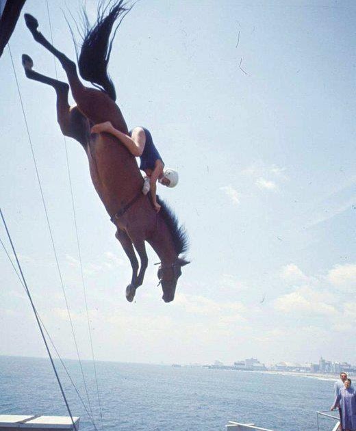 North Horse: Diving Horses: Corny Entertainment, Not Cruelty