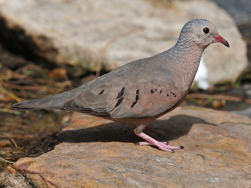 Mourning Dove | Project Noah