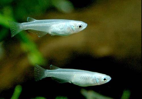 Goldfish Garage: A Two Car Fishroom: Japanese Medaka Imports!