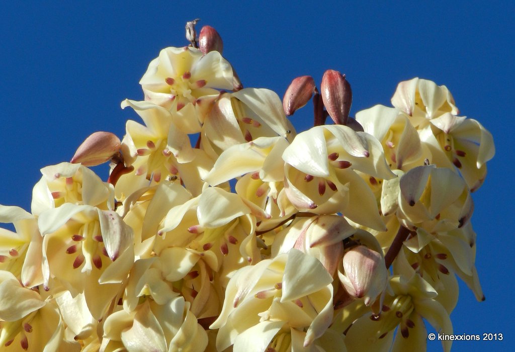 kinexxions: Big Bend Revisited :: Torrey Yucca kinexxions: Big Bend Revisited :: Torrey Yucca