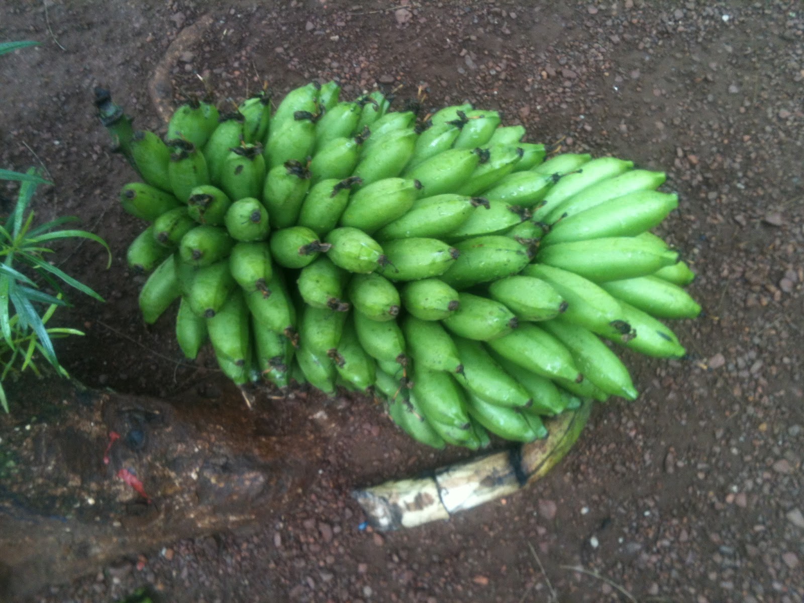 Scott eats Rwanda: Igitoki (Plantain)