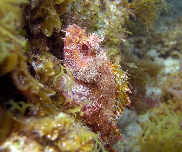 Artes de Pesca: VAMOS A PESCAR RASCACIO