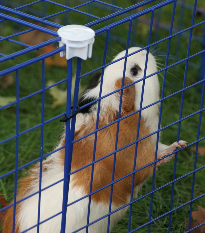 Crafts, Cavies and Cooking: Reminiscing