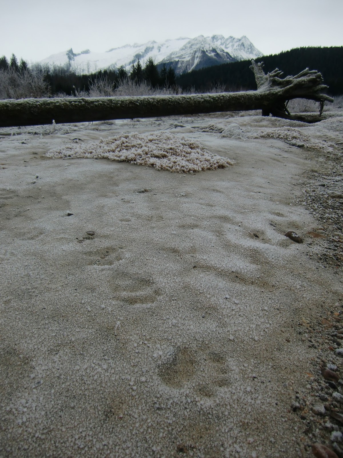 Our Alaska Adventures: Veteran's Day (Friday) - Berry Patch Cabin