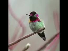 Surakav Bird, God’s Incredible and Unbelievable Creations of Nature ...