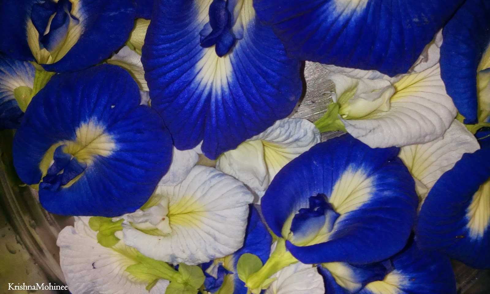 Blessings of Sadgurudeva - 300th Flower of Narayankripa Blogging Journey