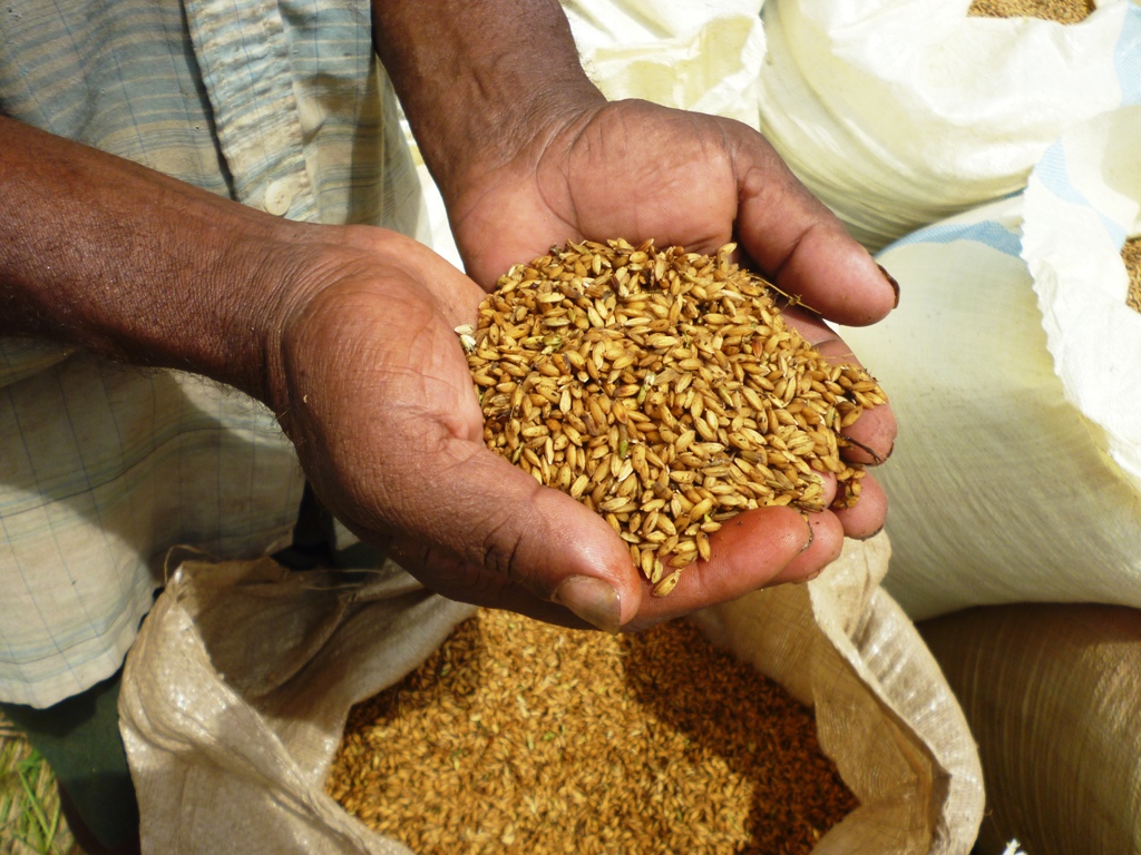 walaspathiවලස්පතිගේ අඩවිය: දේශීය පාරම්පරික වී සම්පත ජෛව සම්පත් ...