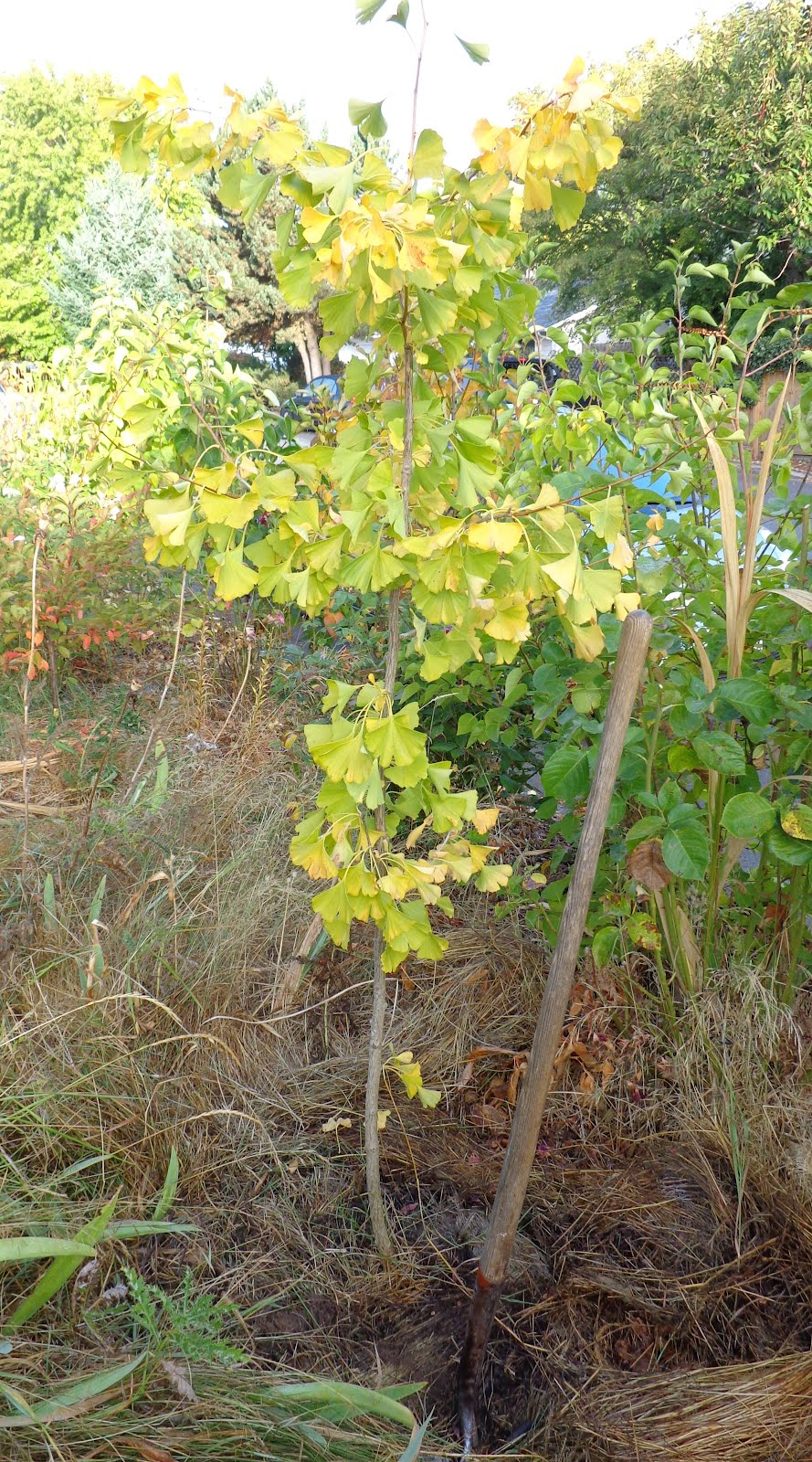 Daniel's Pacific NW Garden: Transplanting a Seed-Grown Ginkgo Tree