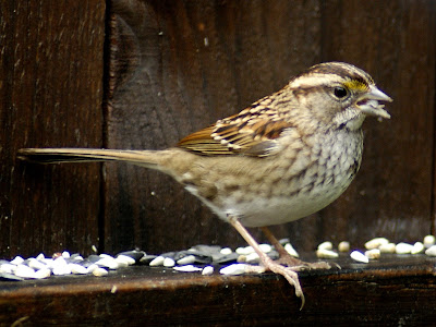 SE Texas Birding & Wildlife Watching: A New Yardbird