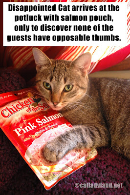Catladyland: Cats are Funny: Potluck Cat is Disappointed