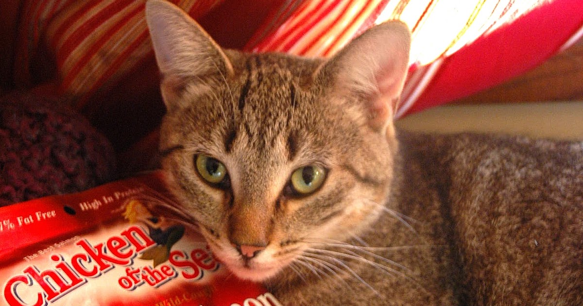 Catladyland: Cats are Funny: Potluck Cat is Disappointed